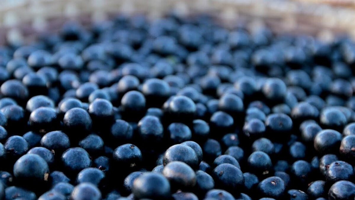 Descubra como e porque investir em uma franquia de açaí - Jah - Rede de ...